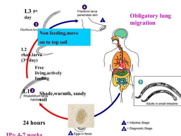 Intestinal nematodes