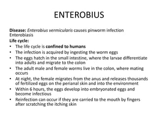 Intestinal Nematodes | PPTX