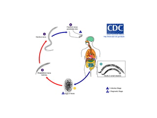 Intestinal nematodes | PPTX