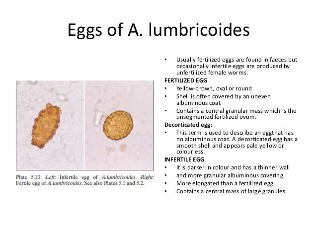 Intestinal nematodes