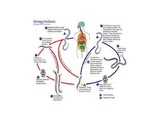 Intestinal nematodes