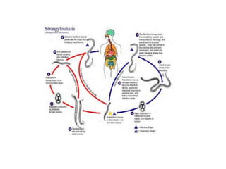 Intestinal nematodes | PPTX