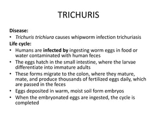 Intestinal nematodes | PPTX