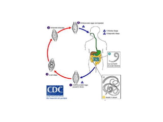 Intestinal nematodes | PPTX