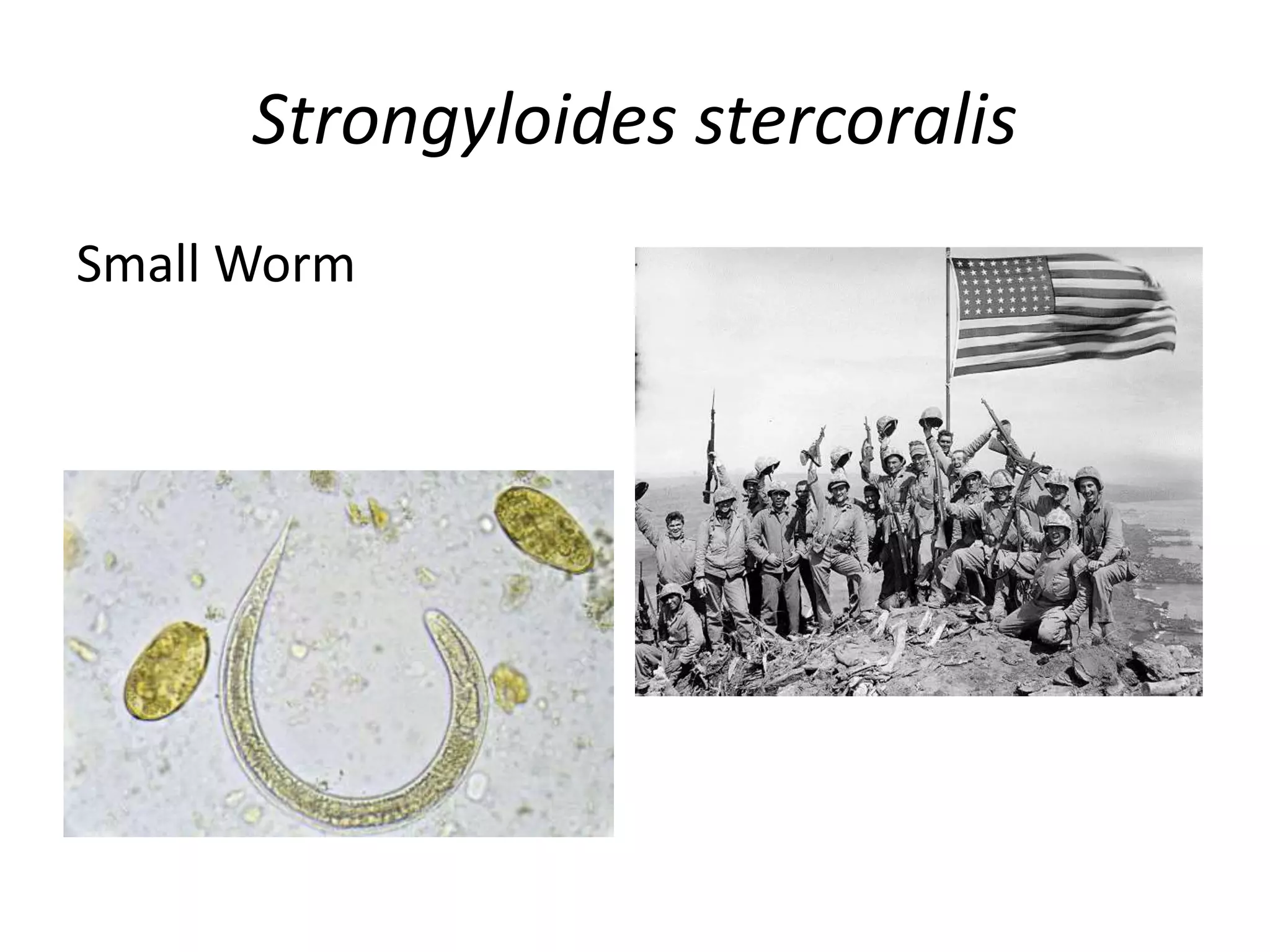 Intestinal nematodes | PPTX