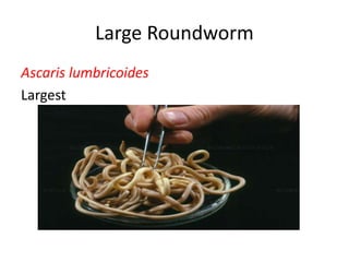 Intestinal nematodes | PPTX