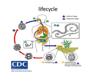 Intestinal nematodes | PPTX