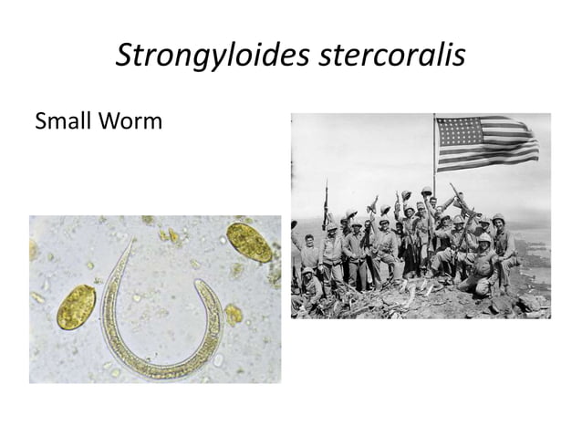 Intestinal nematodes | PPT