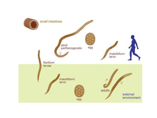 Intestinal nematodes | PPTX