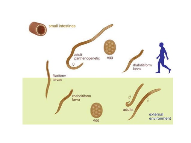 Intestinal nematodes | PPT