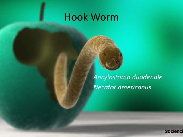 Intestinal nematodes | PPT