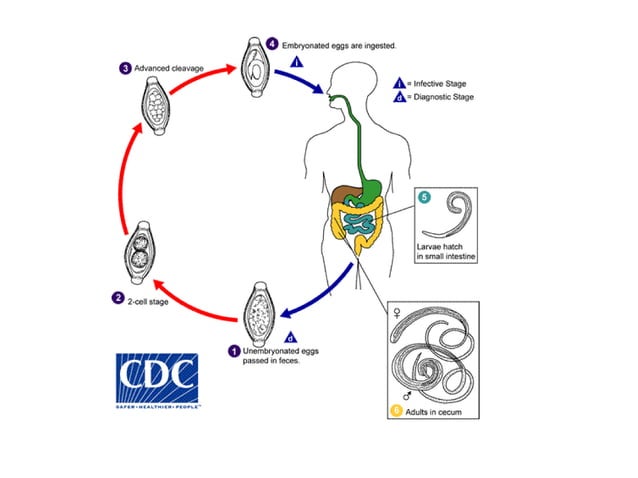 Intestinal nematodes | PPT