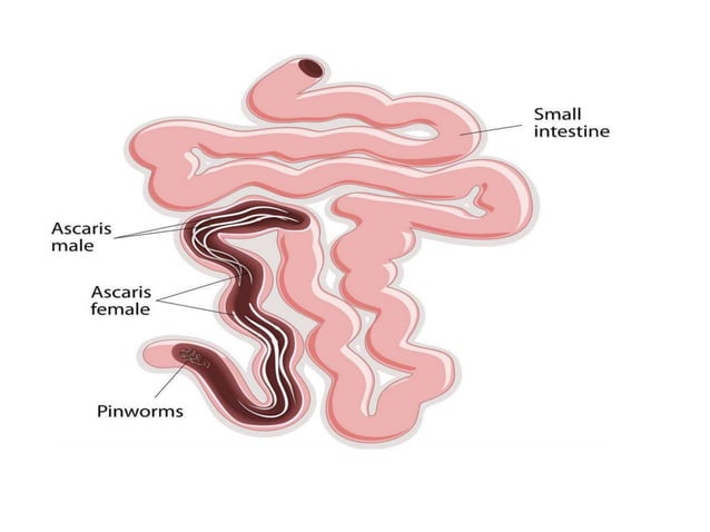 Intestinal nematodes | PPT