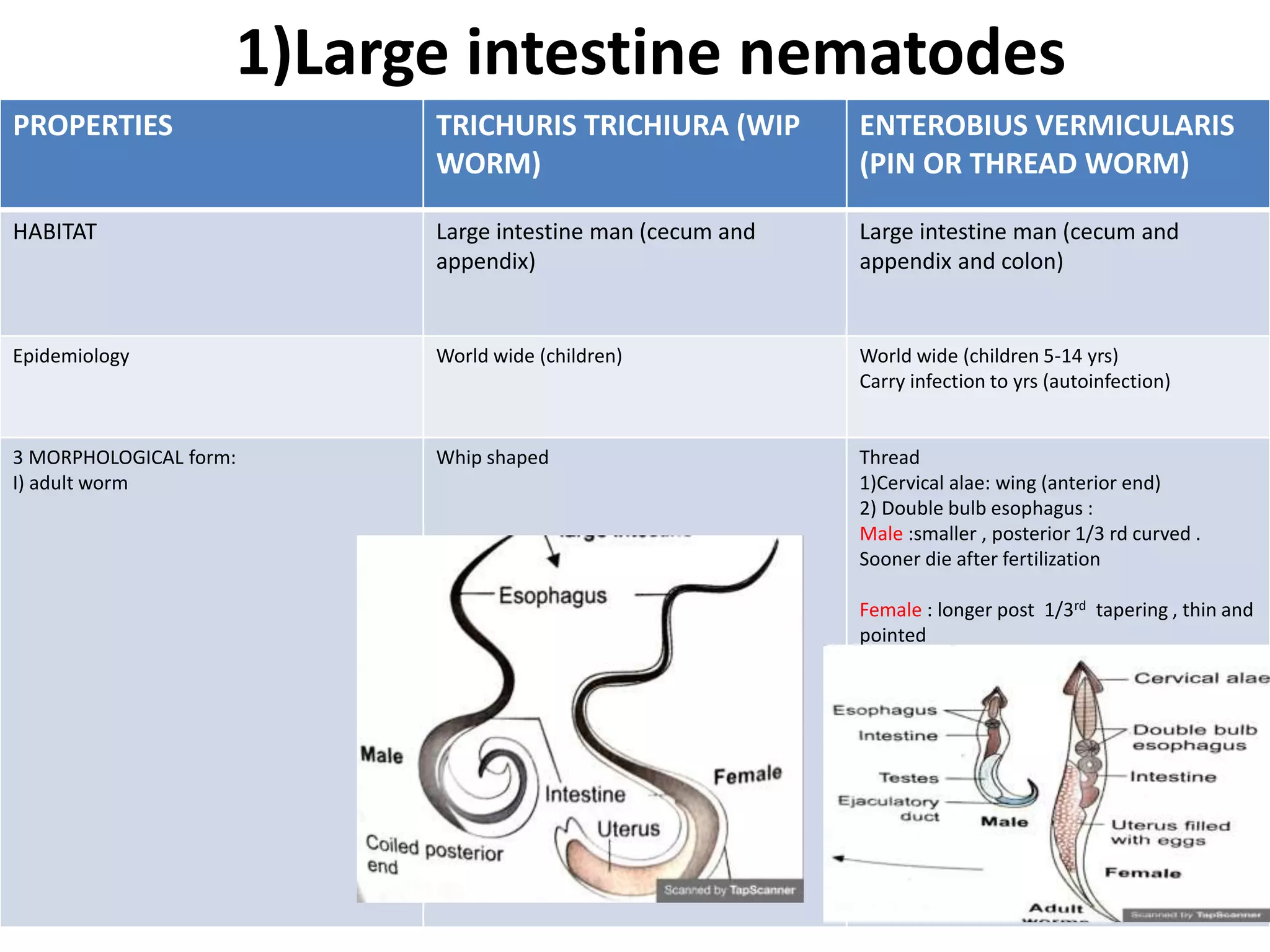 Intestinal nematodes | PPTX
