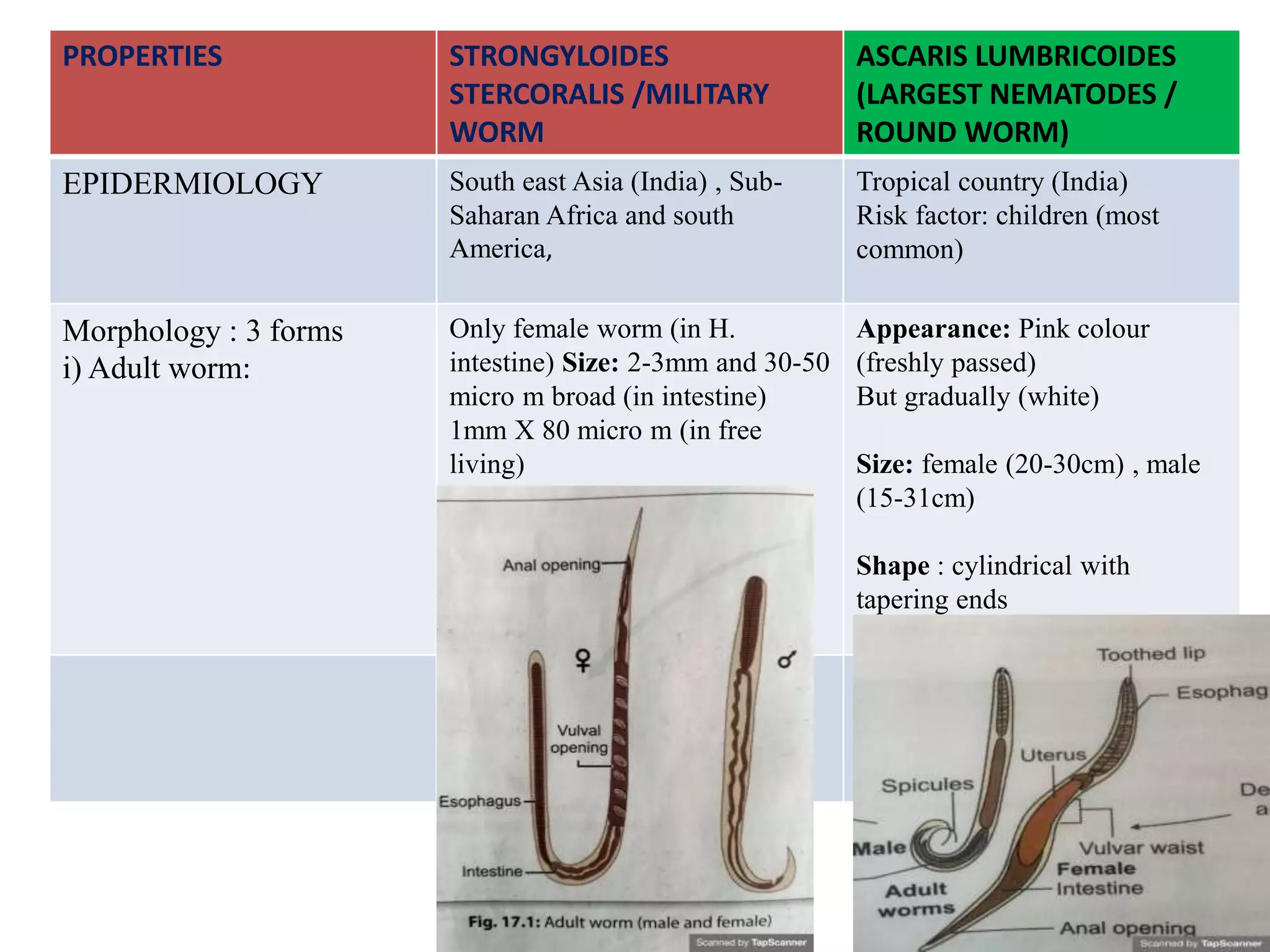 Intestinal nematodes | PPTX