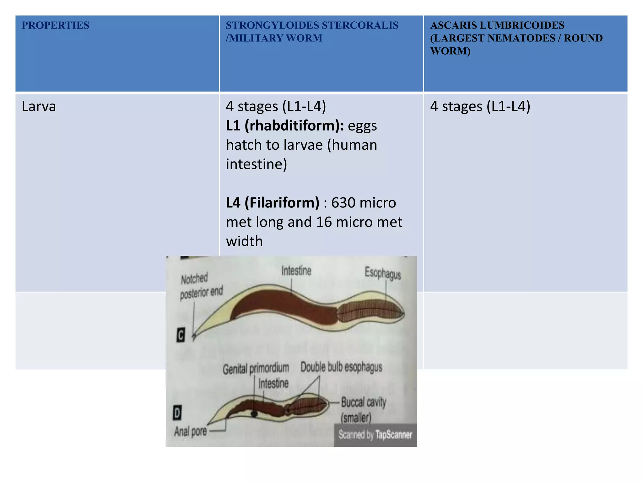 Intestinal nematodes | PPTX