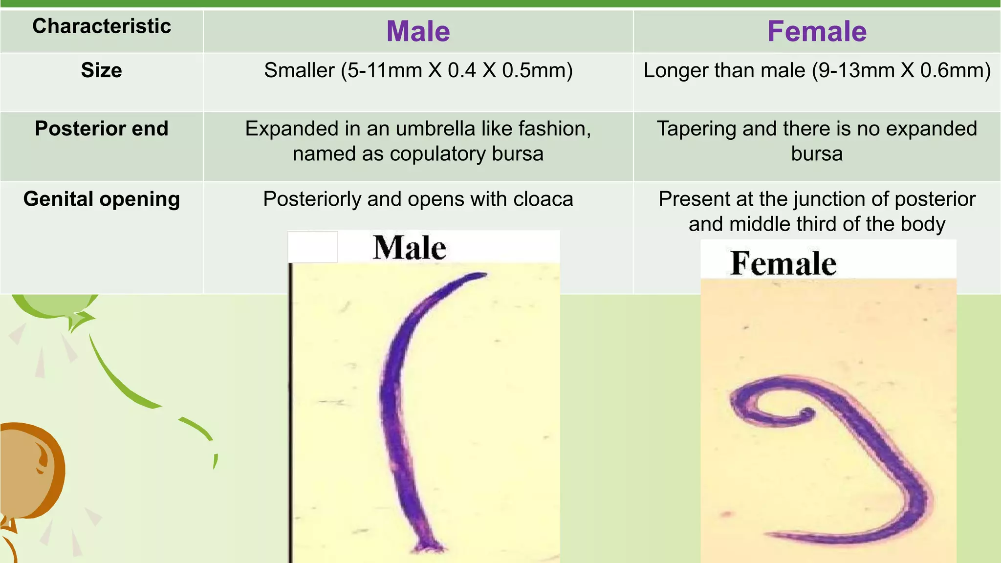 Intestinal Nematodes | PPTX