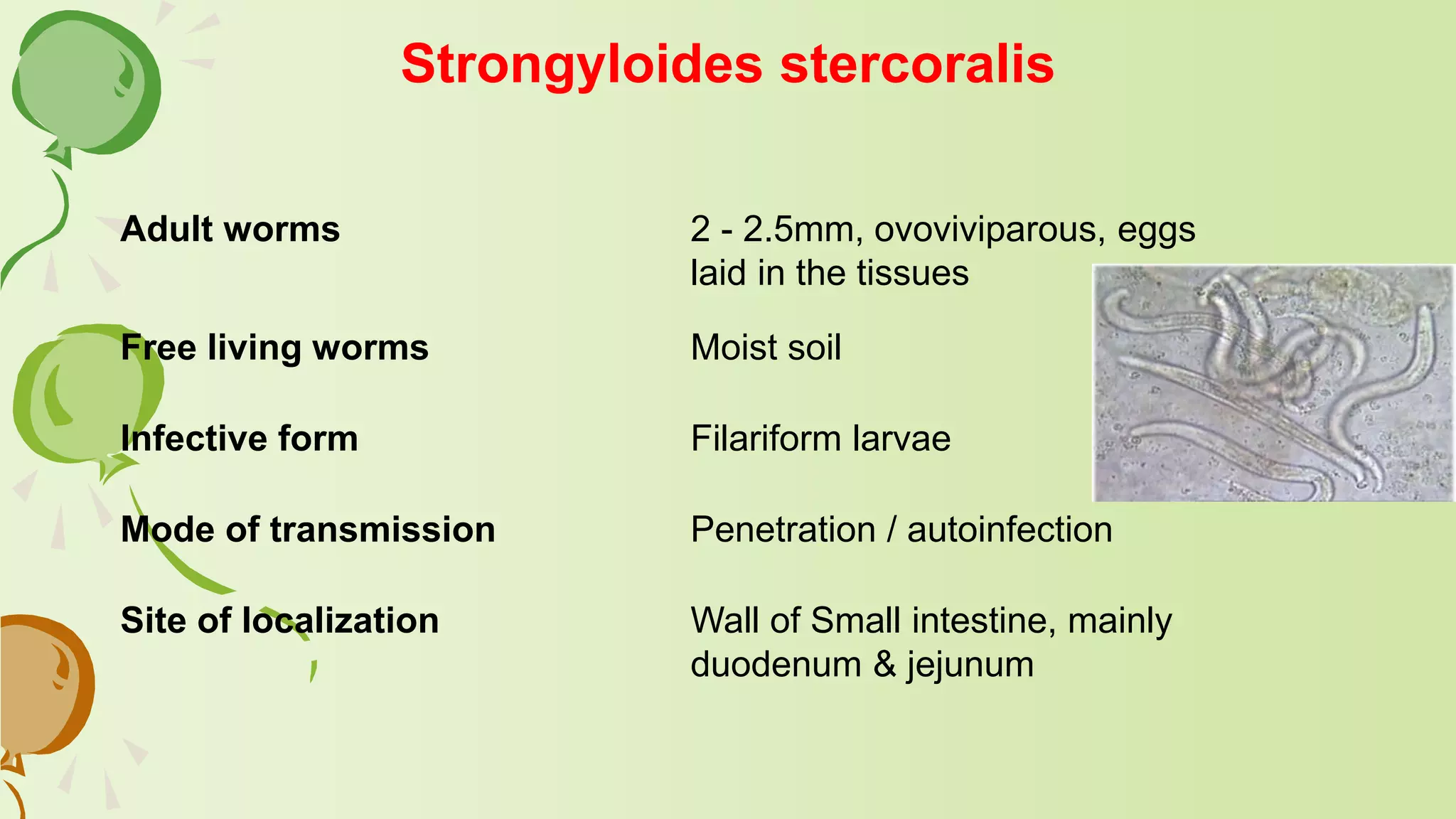 Intestinal Nematodes | PPTX