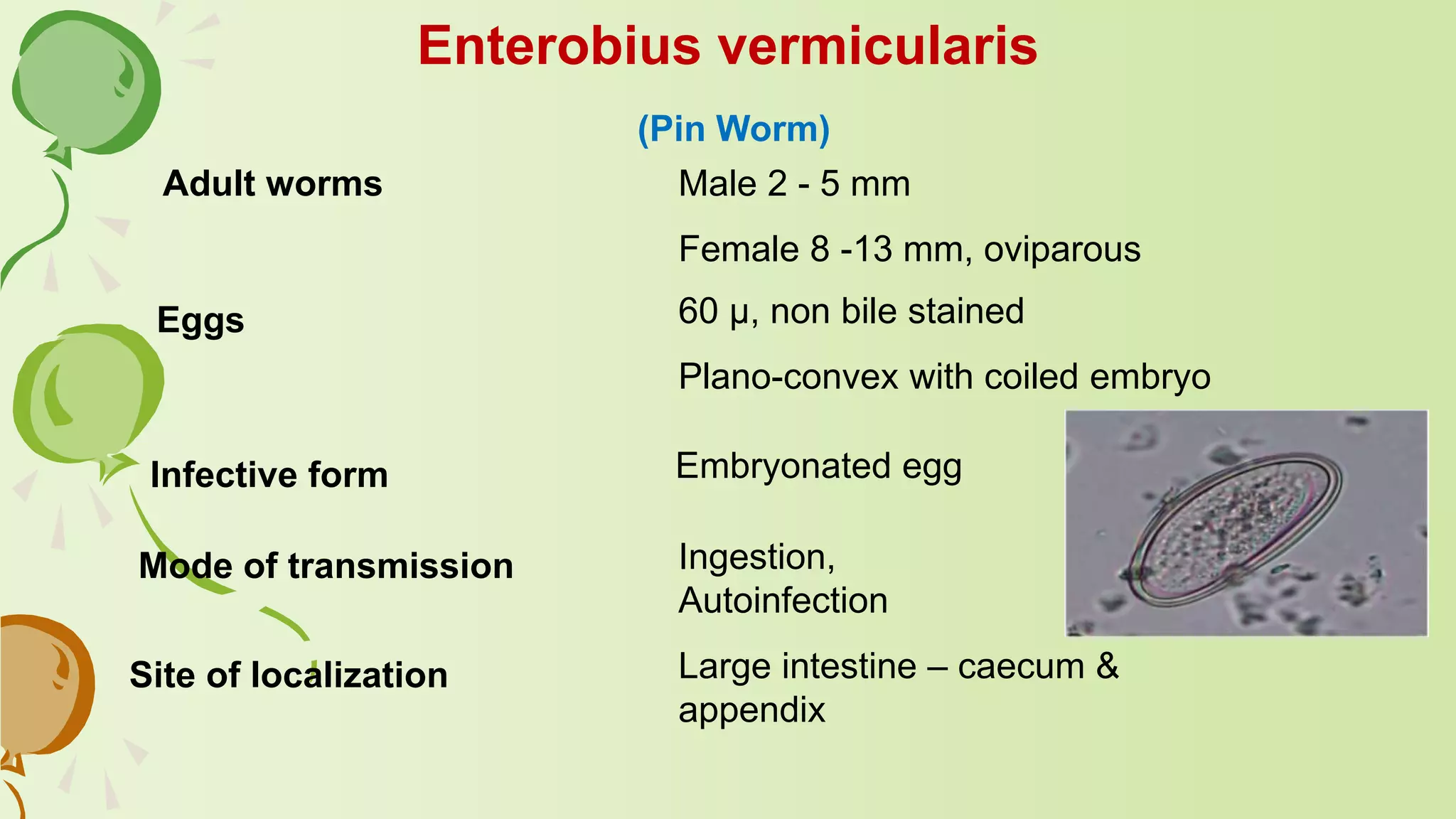 Intestinal Nematodes | PPTX