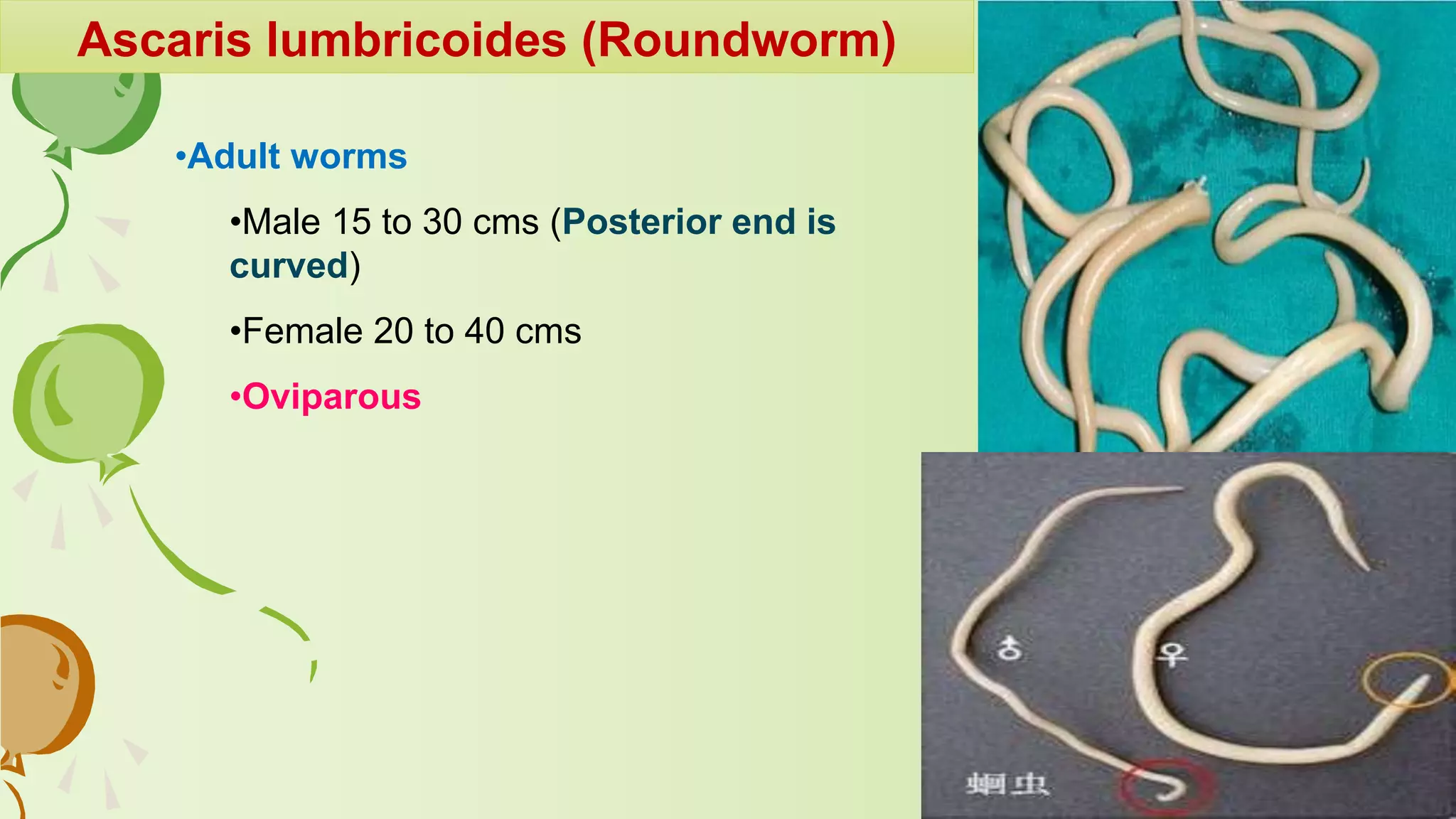 Intestinal Nematodes | PPTX