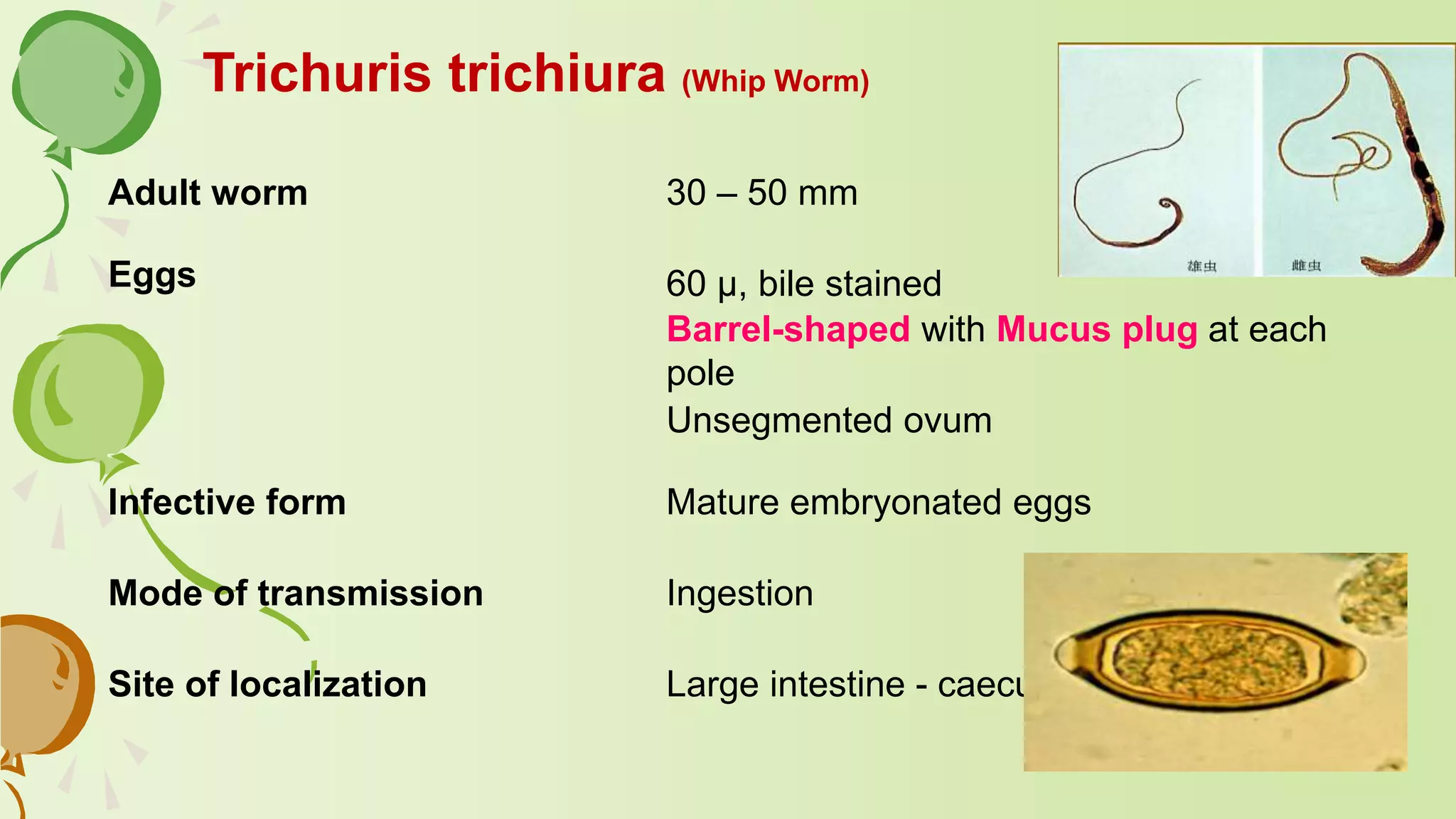 Intestinal Nematodes | PPTX