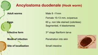 Intestinal Nematodes | PPT