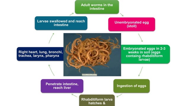 Intestinal Nematodes