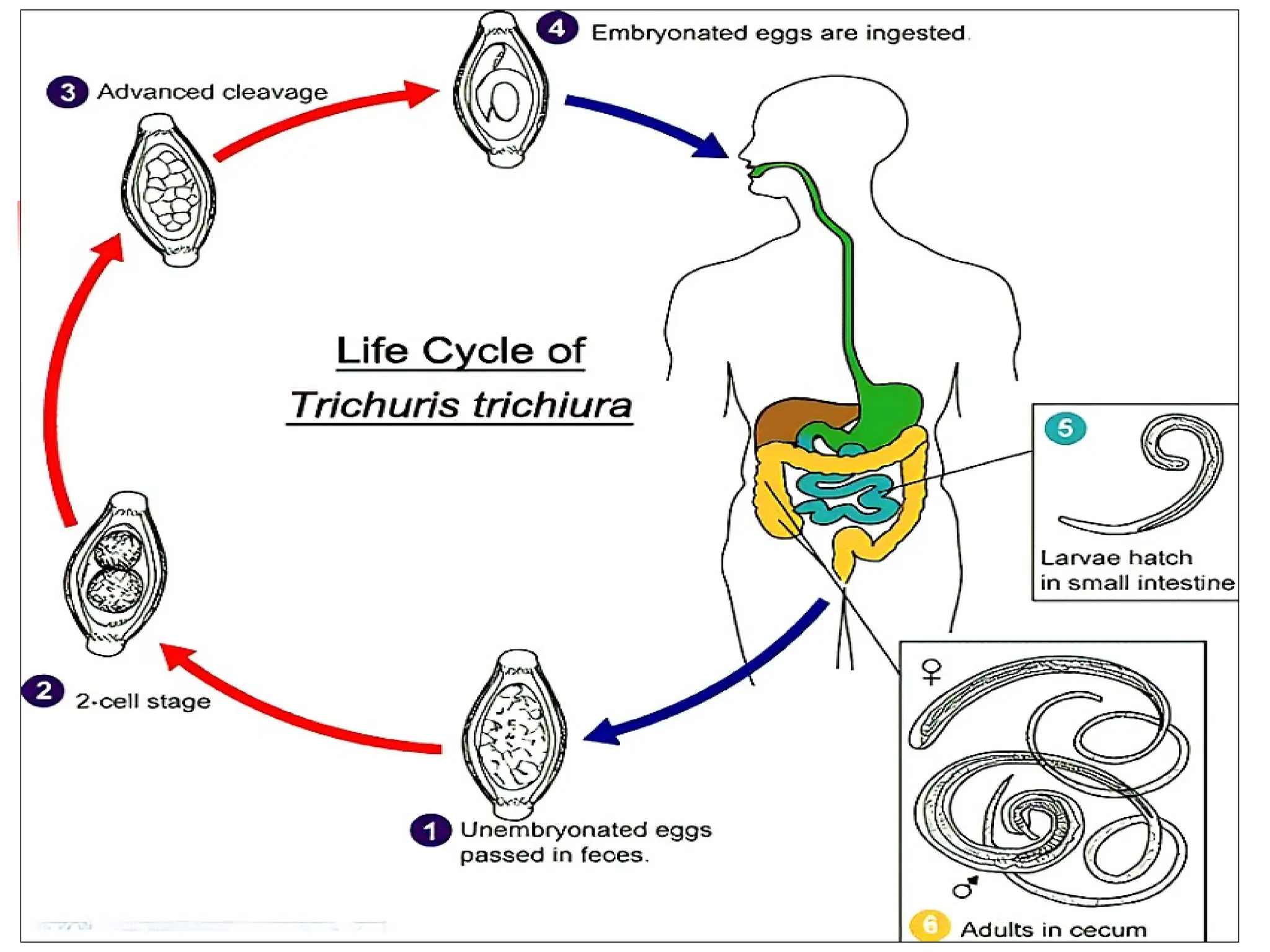 INTESTINAL NEMATODES-ASCARIS, Trichiura, Entrobius.ppt