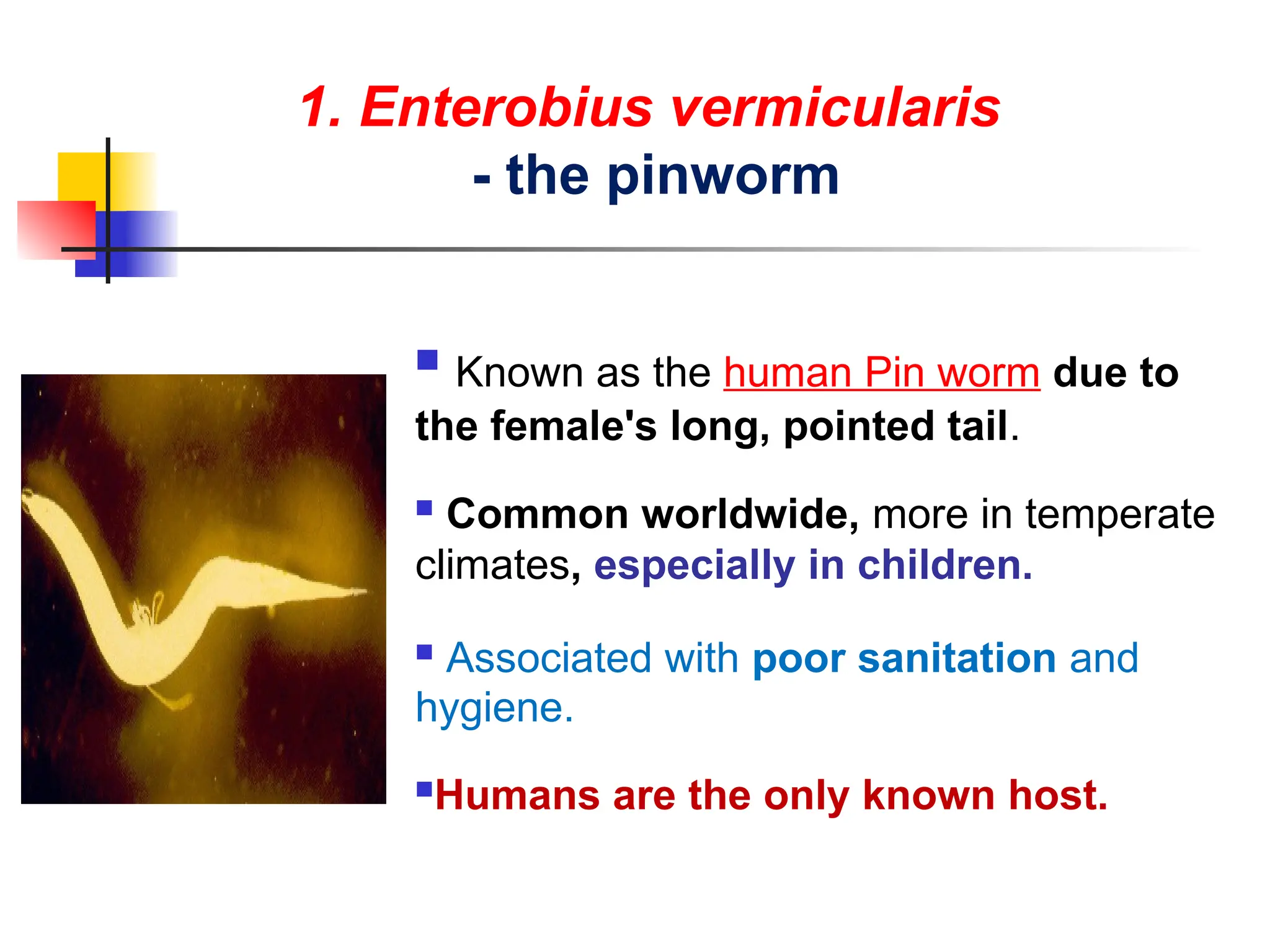 INTESTINAL NEMATODES-ASCARIS, Trichiura, Entrobius.ppt