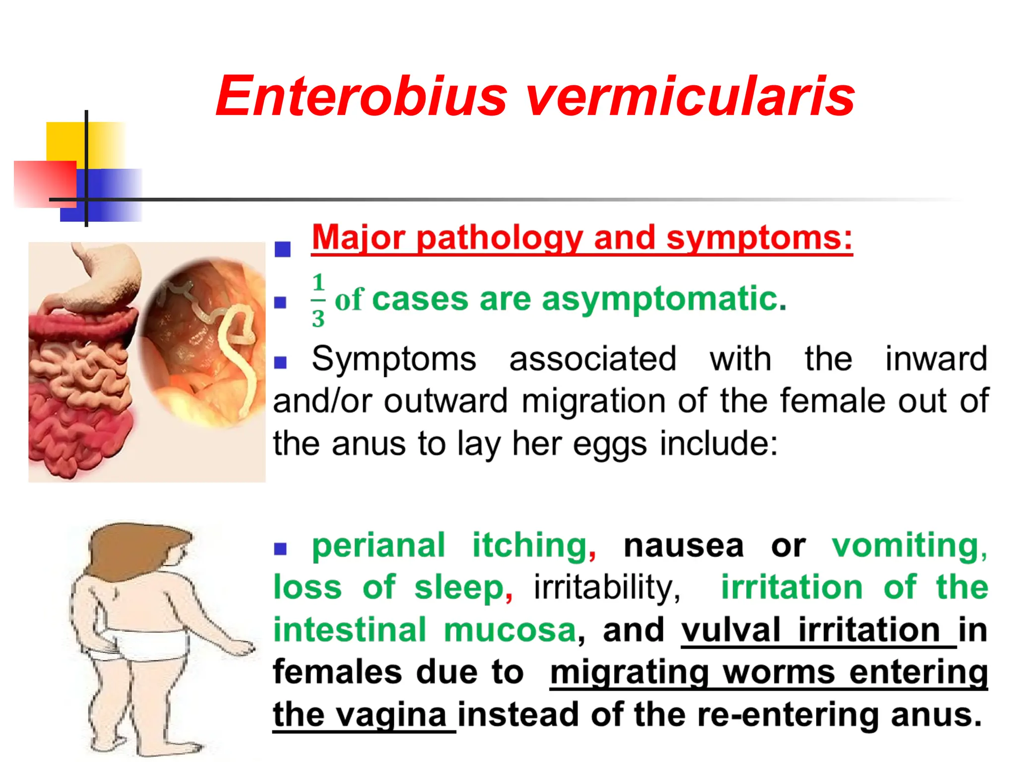 INTESTINAL NEMATODES-ASCARIS, Trichiura, Entrobius.ppt