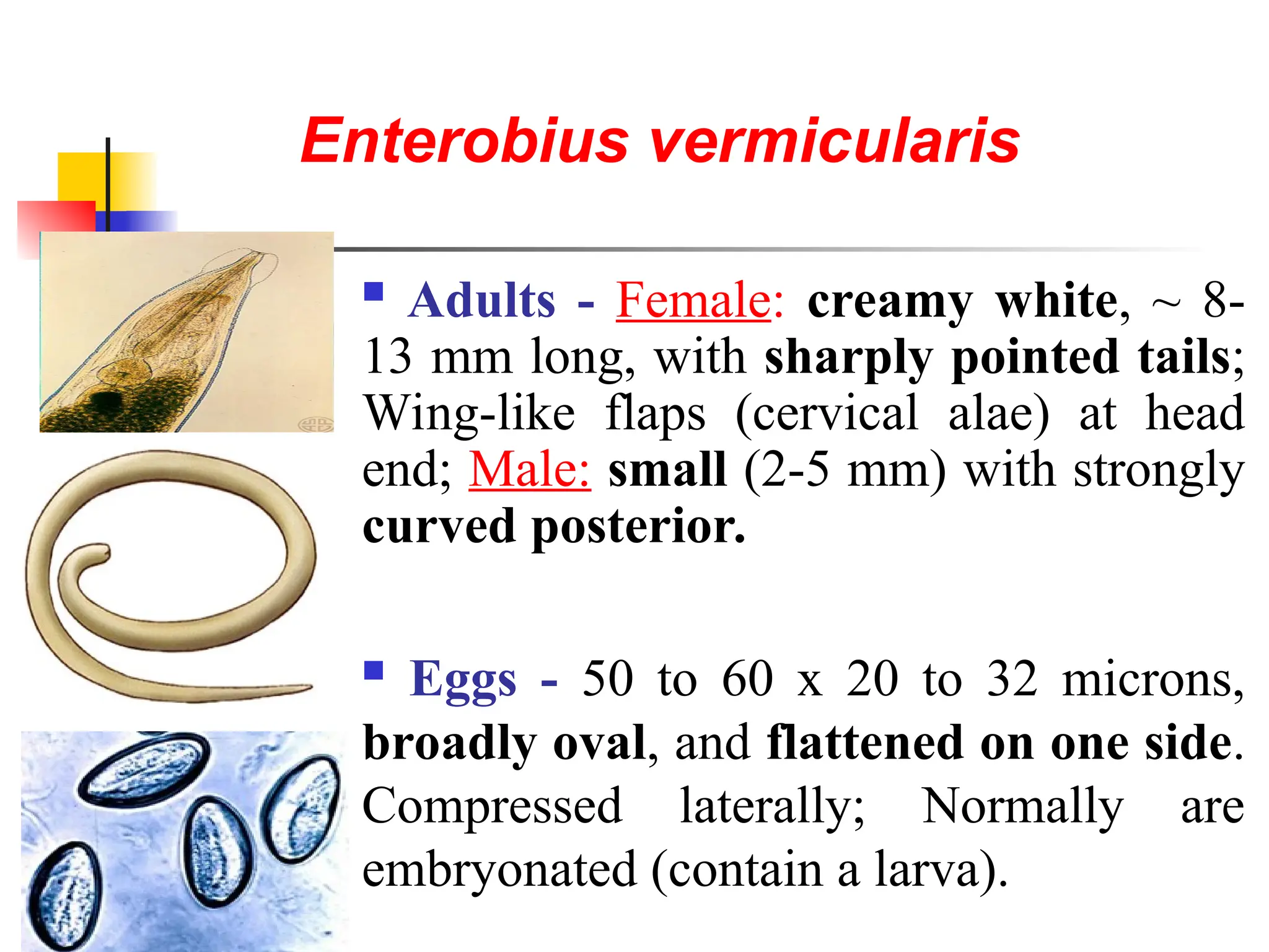 INTESTINAL NEMATODES-ASCARIS, Trichiura, Entrobius.ppt