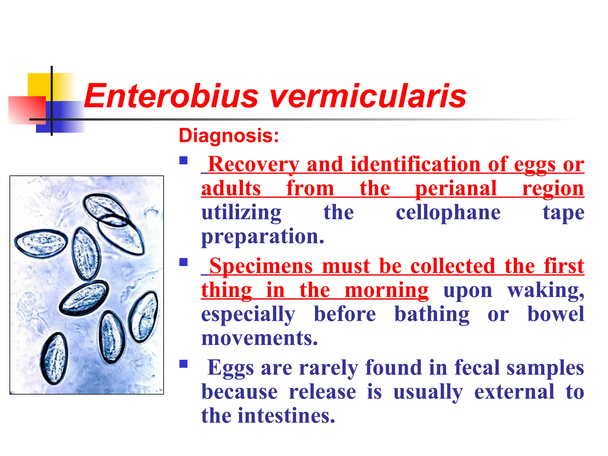 INTESTINAL NEMATODES-ASCARIS, Trichiura, Entrobius.ppt