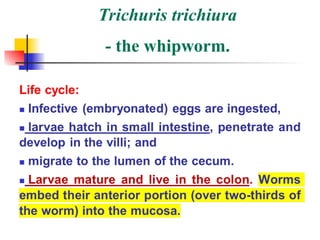 INTESTINAL NEMATODES-ASCARIS, Trichiura, Entrobius.ppt