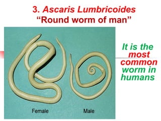 INTESTINAL NEMATODES-ASCARIS, Trichiura, Entrobius.ppt