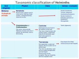 INTESTINAL NEMATODES-ASCARIS, Trichiura, Entrobius.ppt