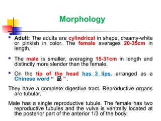 INTESTINAL NEMATODES-ASCARIS, Trichiura, Entrobius.ppt