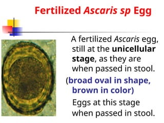 INTESTINAL NEMATODES-ASCARIS, Trichiura, Entrobius.ppt