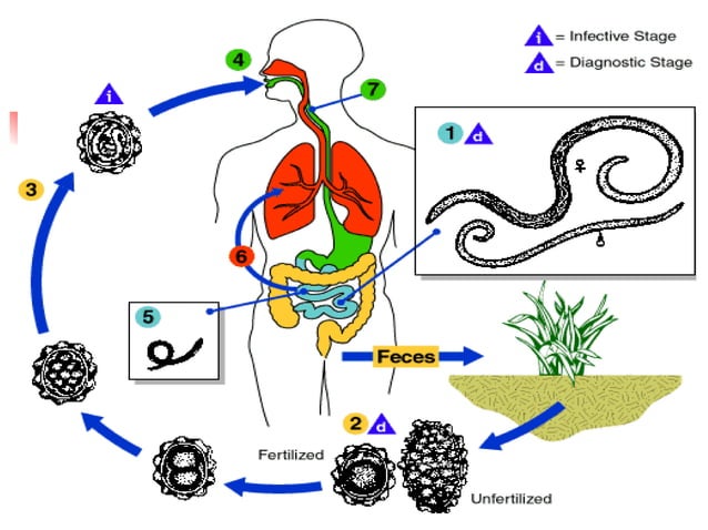 INTESTINAL NEMATODES-ASCARIS, Trichiura, Entrobius.ppt