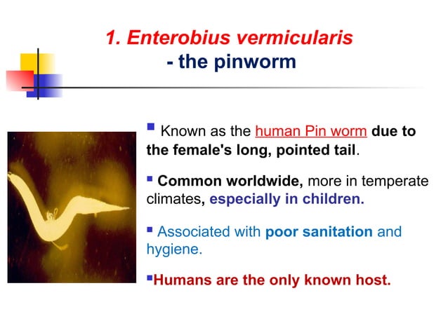INTESTINAL NEMATODES-ASCARIS, Trichiura, Entrobius.ppt