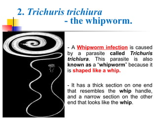 INTESTINAL NEMATODES-ASCARIS, Trichiura, Entrobius.ppt