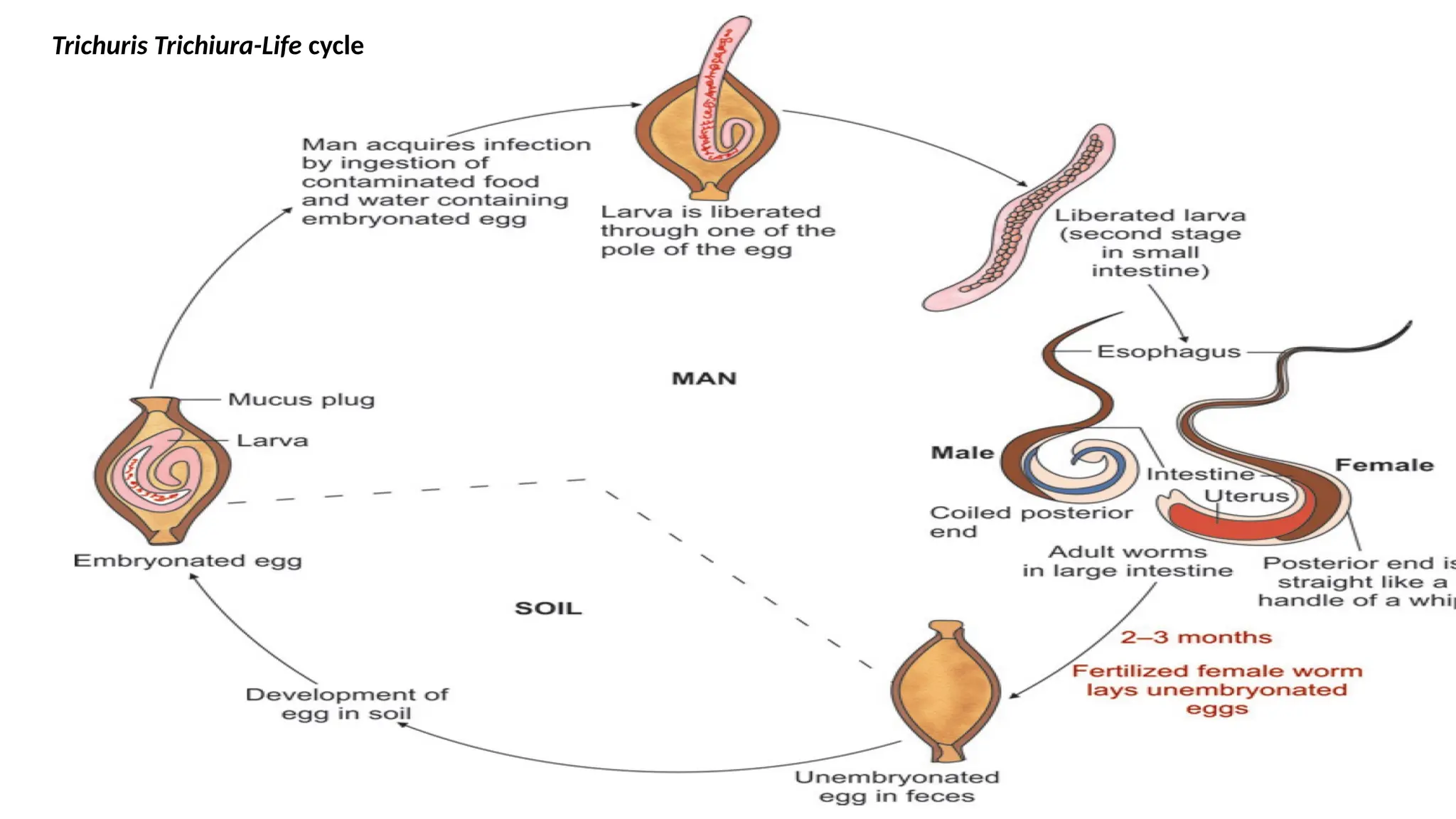 INTESTINAL NEMATODES practical microbiology | PPT