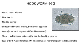 INTESTINAL NEMATODES practical microbiology | PPTX