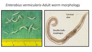 INTESTINAL NEMATODES practical microbiology | PPTX
