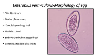 INTESTINAL NEMATODES practical microbiology | PPTX