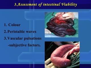 Intestinal obstruction in small animals | PPT