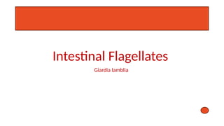 Intestinal, Oral, and Genital Flagellates.pptx | Digestive Disorders ...