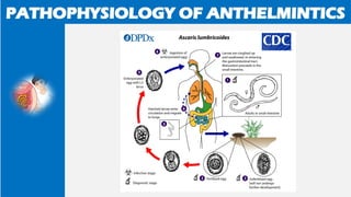 INTESTINAL PARASITE and Mechanism of action of drug include ...