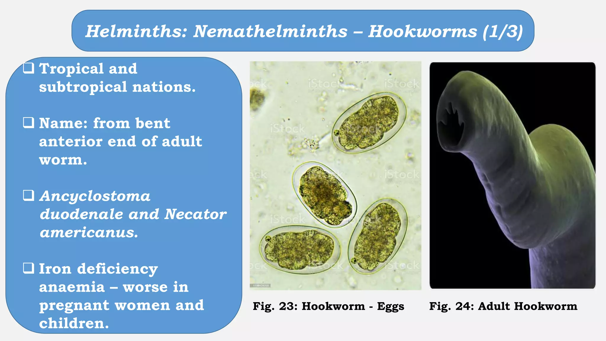 Intestinal parasites | PPTX