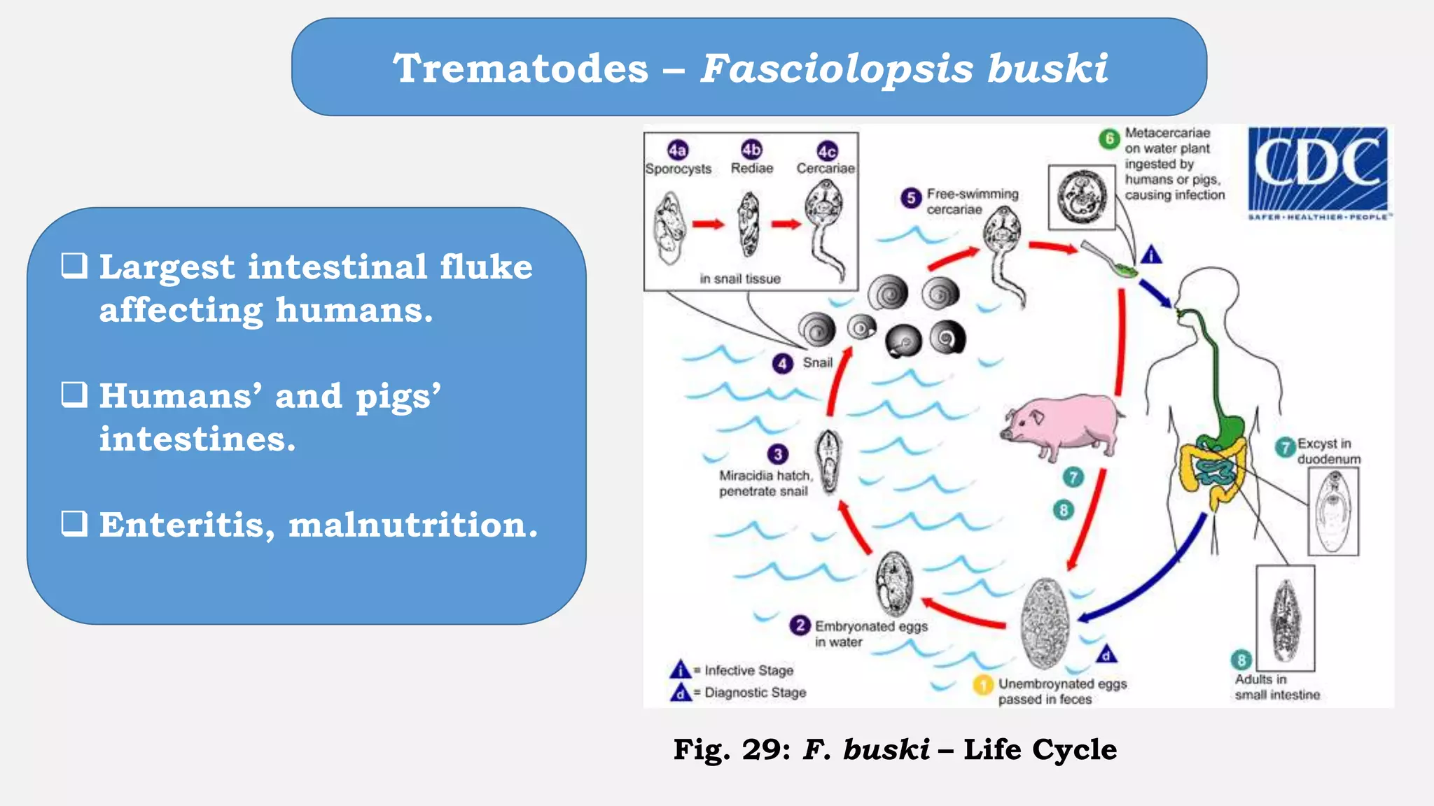 Intestinal parasites | PPTX