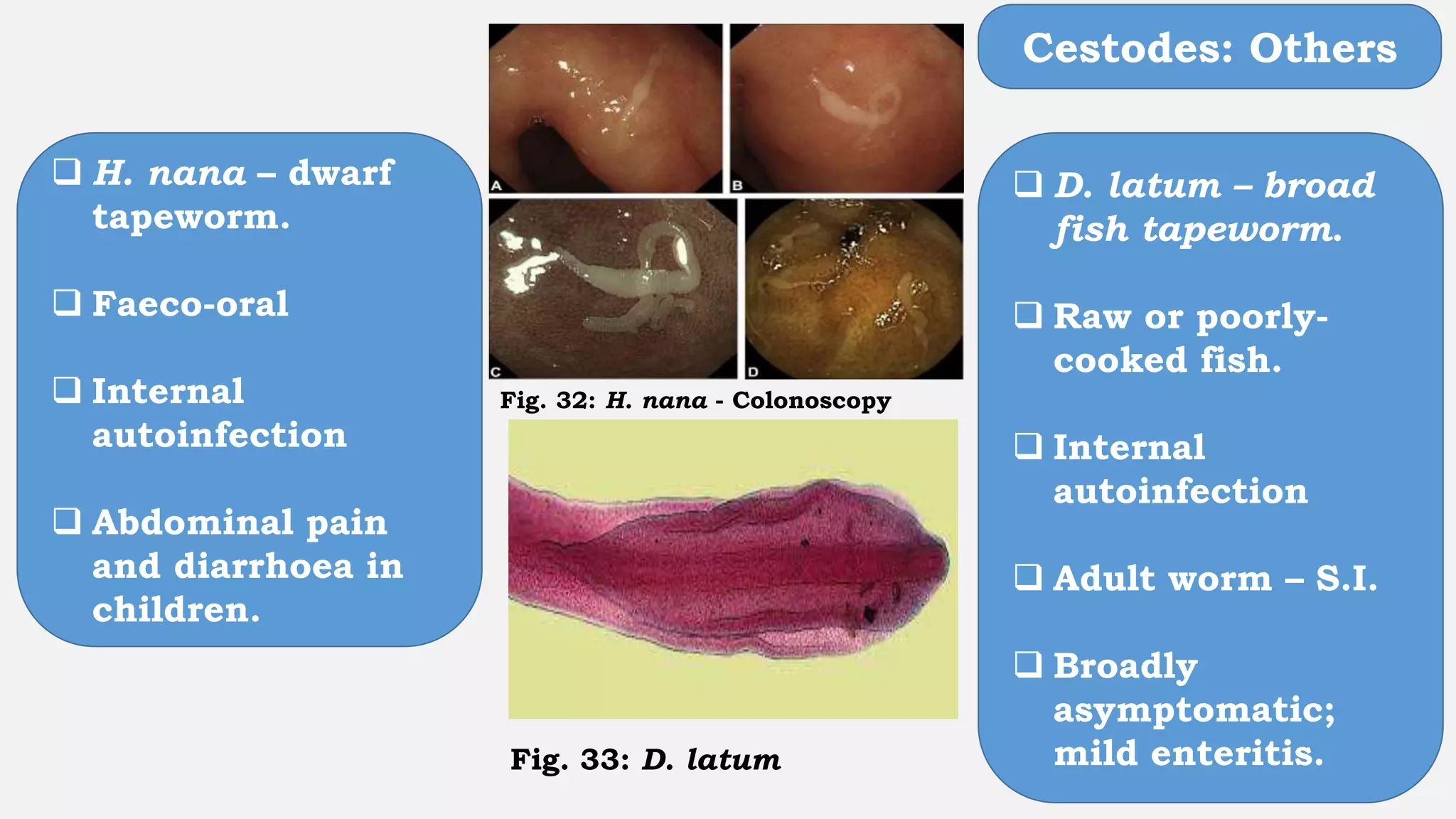 Intestinal parasites | PPTX | Infectious Diseases | Diseases and Conditions
